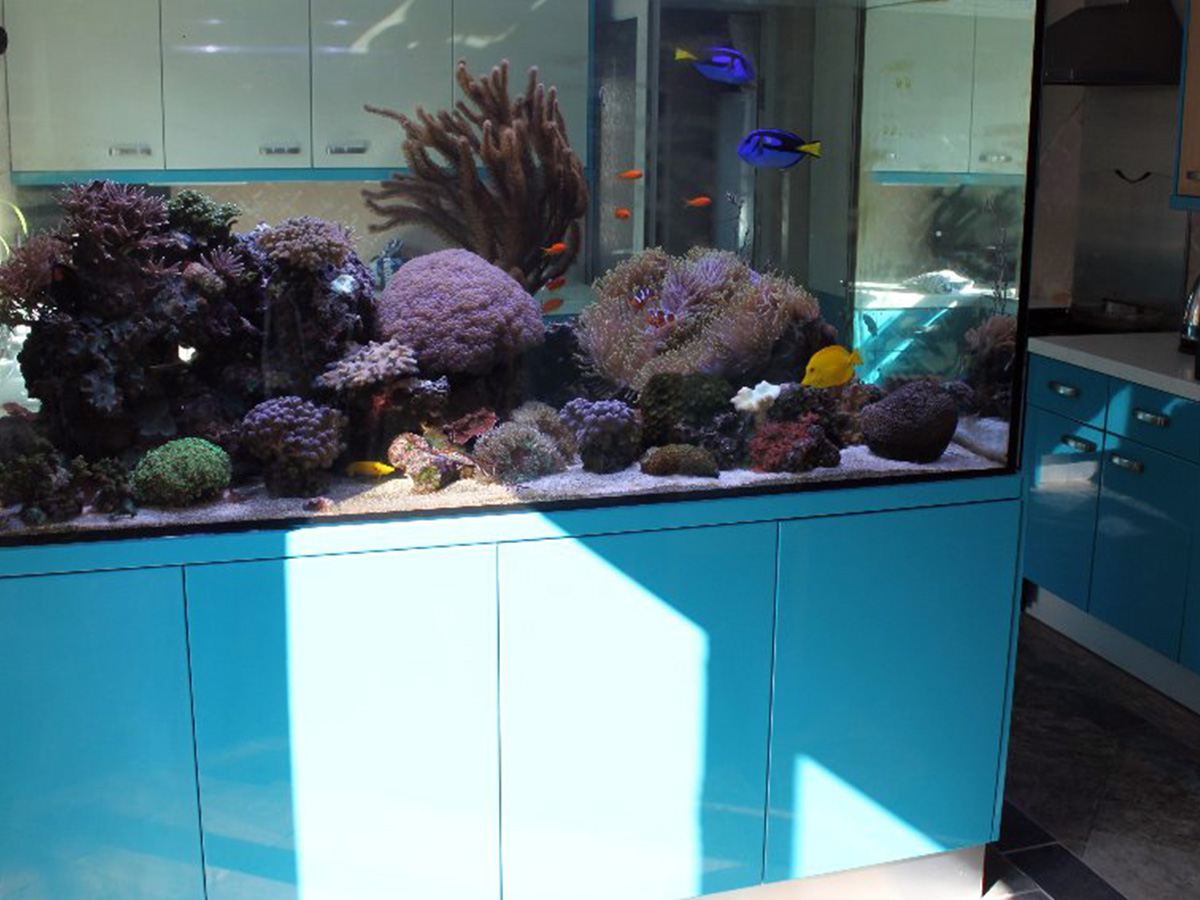 Aquarium system design - Aquarium Connections